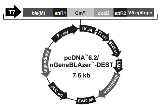 pcDNA6.2/nGeneBLAzer-DEST- 北京华越洋生物