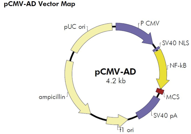 pCMV-AD- 北京华越洋生物