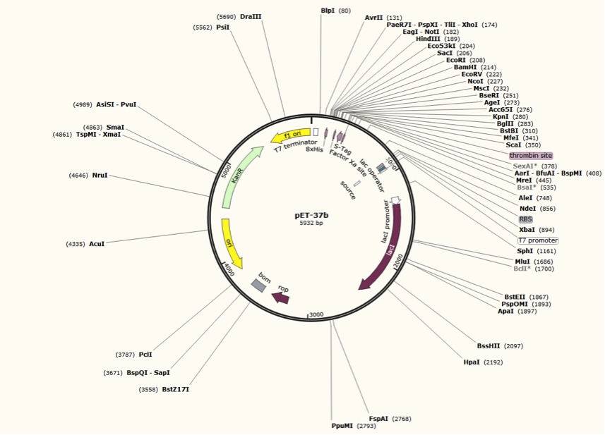 pET-37b(+)- 北京华越洋生物