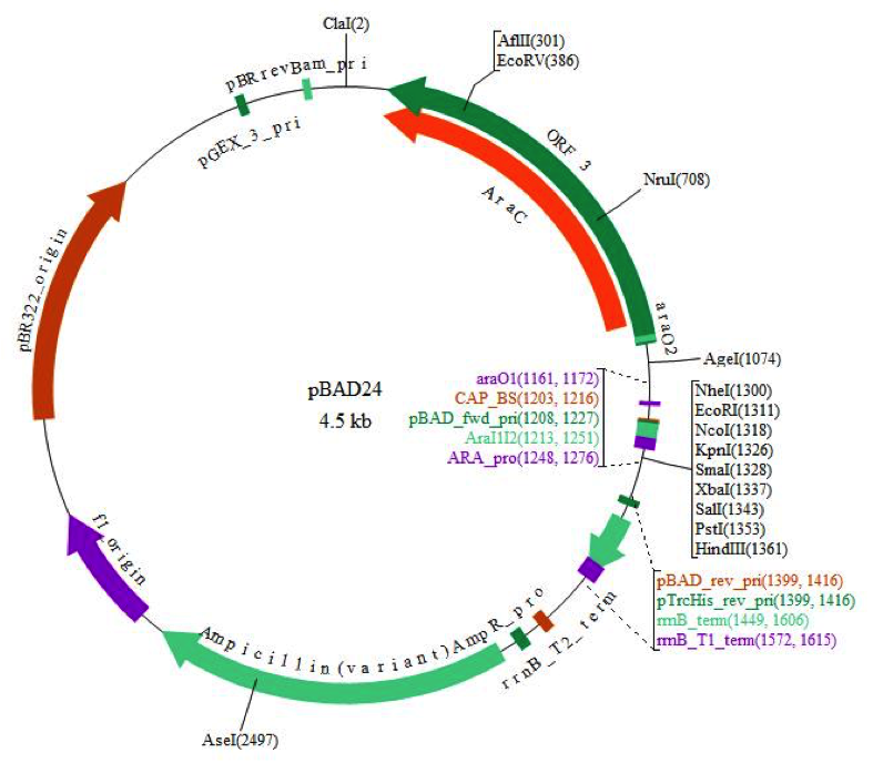 pBad24- 北京华越洋生物