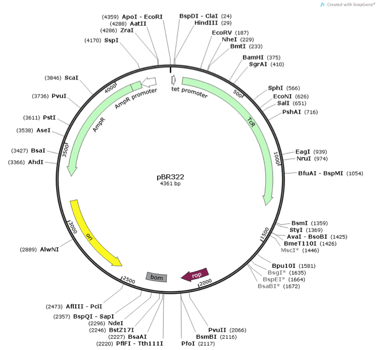 pBR322- 北京华越洋生物