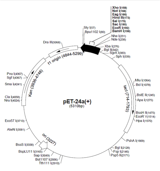 pET-24a(+)- 北京华越洋生物
