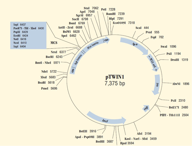 pTWIN1- 北京华越洋生物