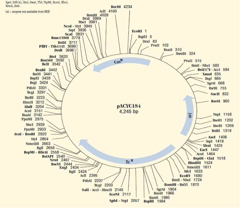 pACYC184- 北京华越洋生物