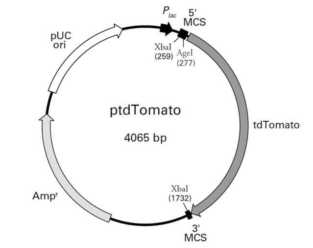ptdTomato- 北京华越洋生物