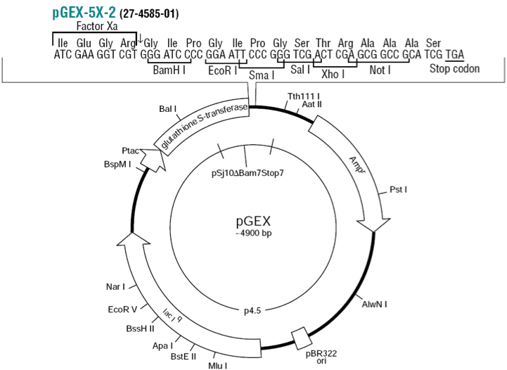 pGEX-5X-2- 北京华越洋生物