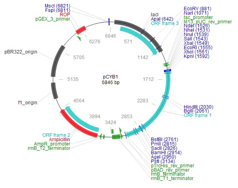 pCYB1- 北京华越洋生物