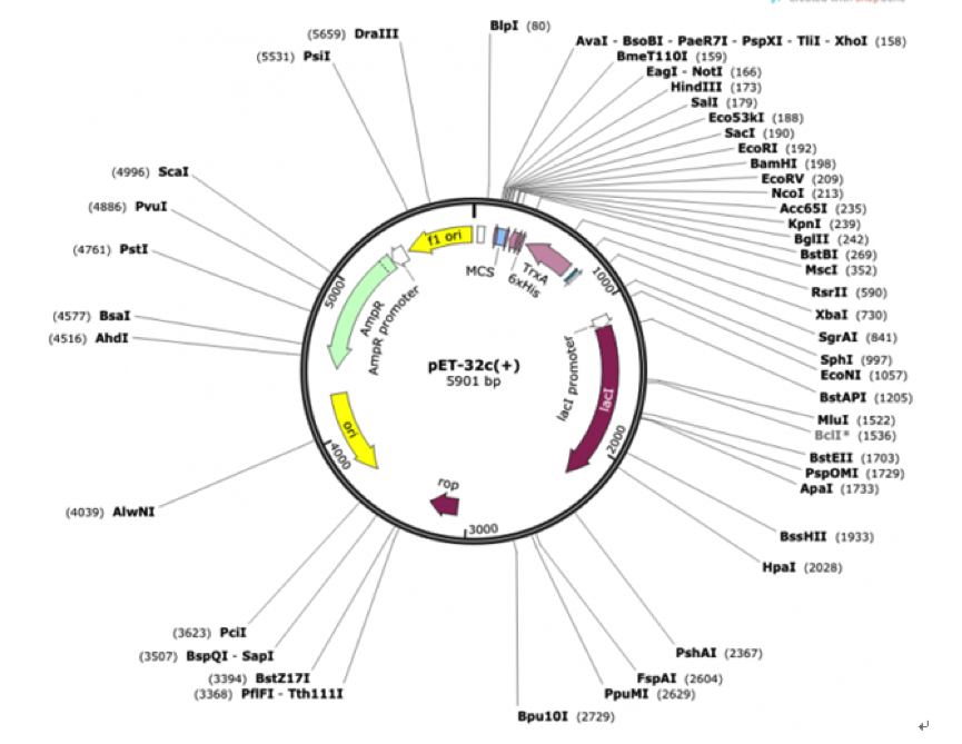 pET-32c(+)- 北京华越洋生物