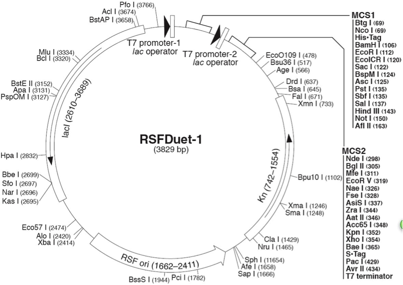 pRSFDuet-1- 北京华越洋生物