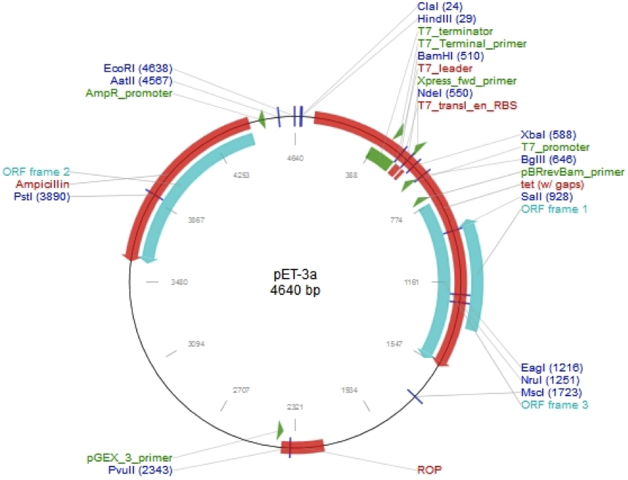 pET-3a(+)- 北京华越洋生物
