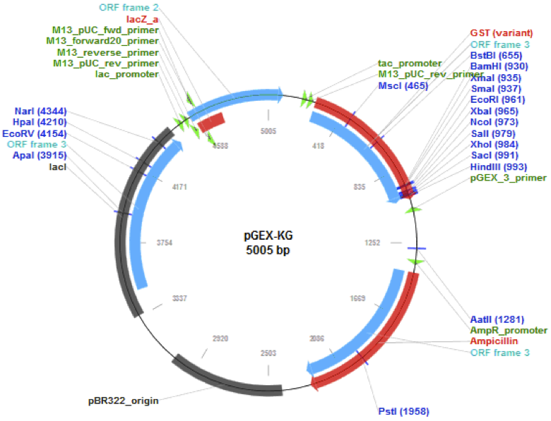 pGEX-KG- 北京华越洋生物