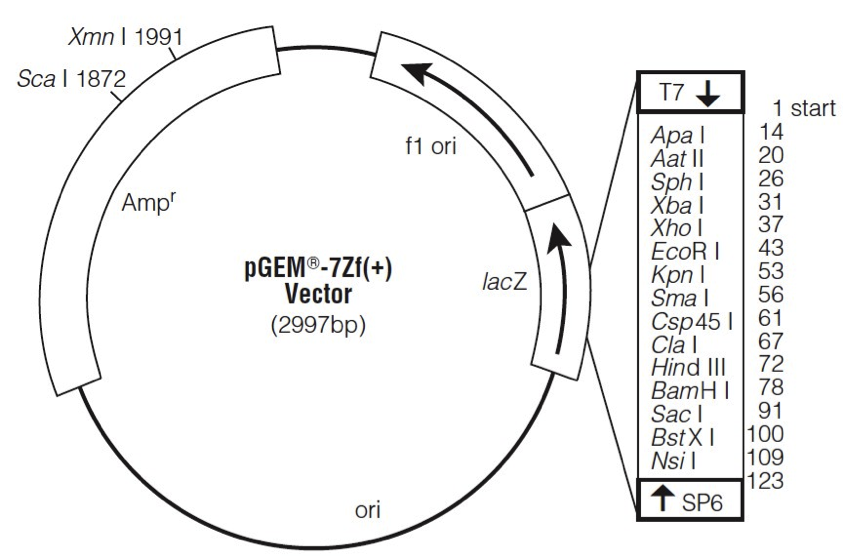 pEGM-7ZF(+)- 北京华越洋生物