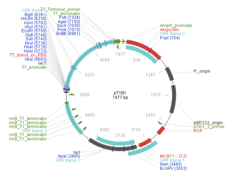 pTYB1- 北京华越洋生物