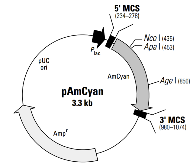 pAmCyan- 北京华越洋生物