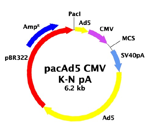 pacAd5 CMVK-NpA- 北京华越洋生物