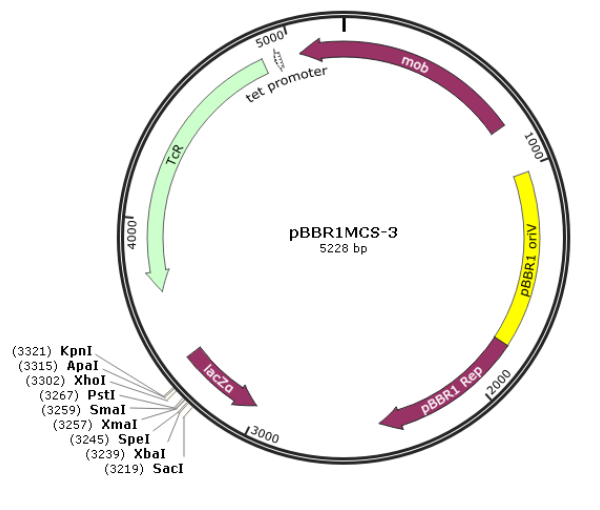 pBBR1MCS-3-北京华越洋生物