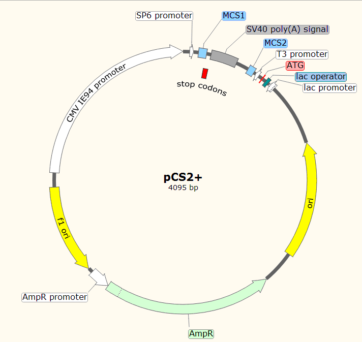 pCS2+-北京华越洋生物
