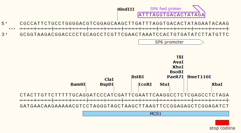 pCS2+-北京华越洋生物