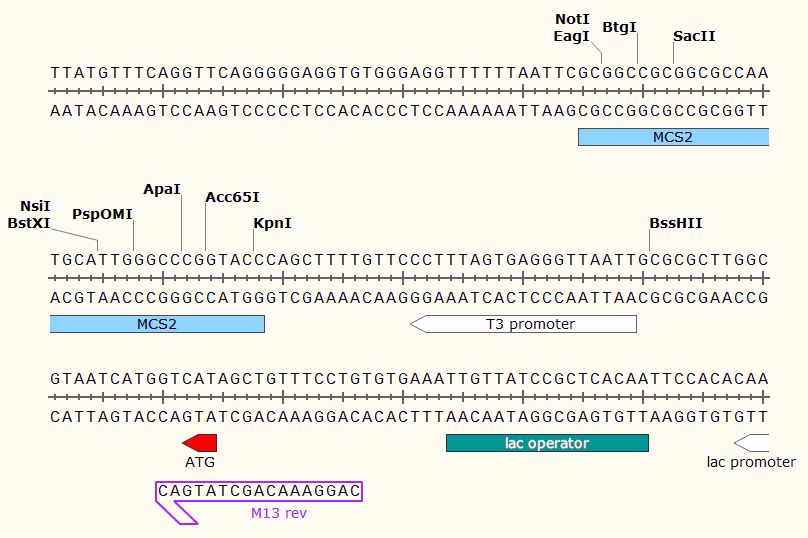 pCS2+-北京华越洋生物
