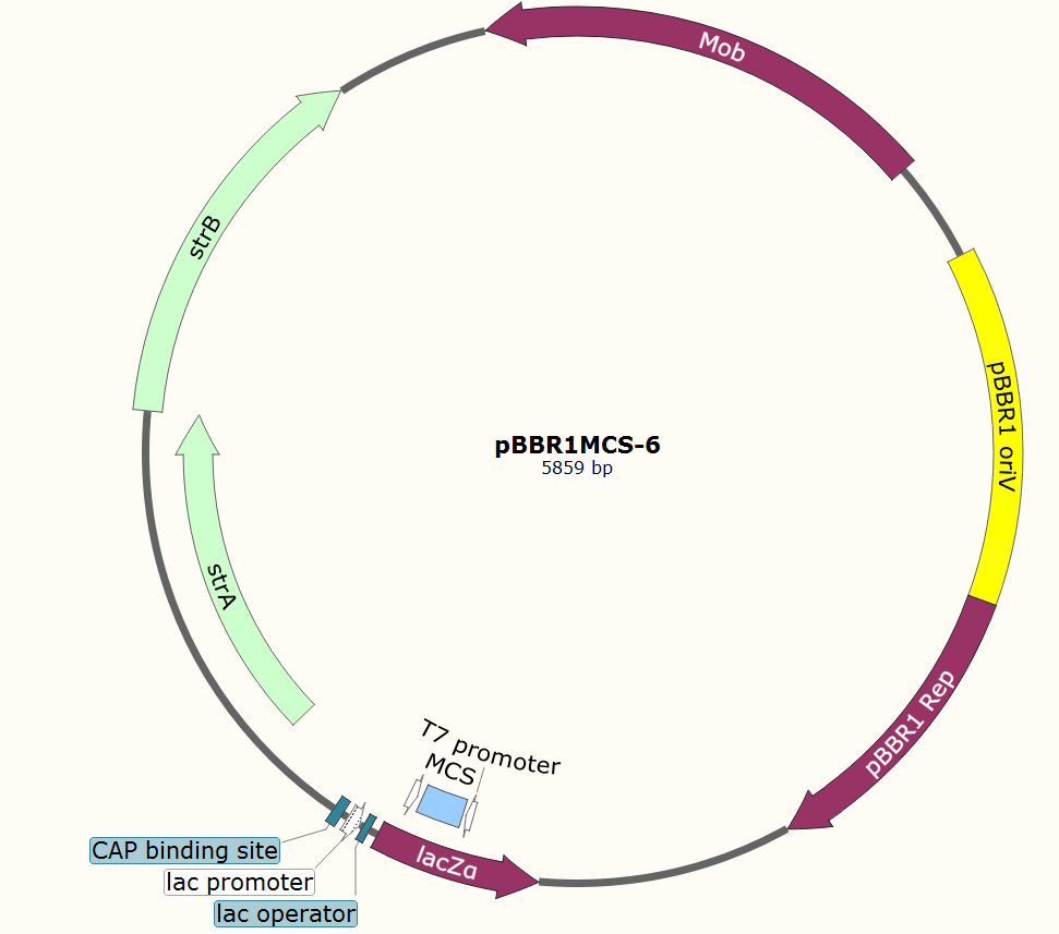 pBBR1MCS-6-北京华越洋生物