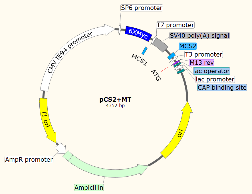 pCS2+MT-北京华越洋生物