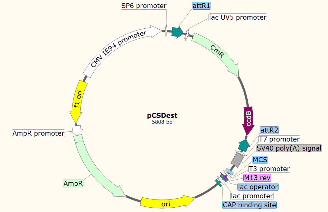 pCSDest-北京华越洋生物