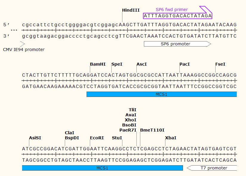 pCS2+8-北京华越洋生物