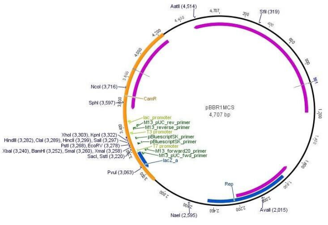 pBBR1MCS-北京华越洋生物