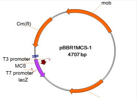 pBBR1MCS-北京华越洋生物