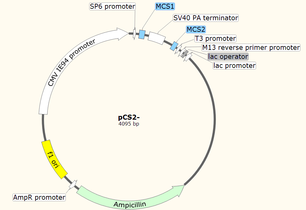 pCS2--北京华越洋生物