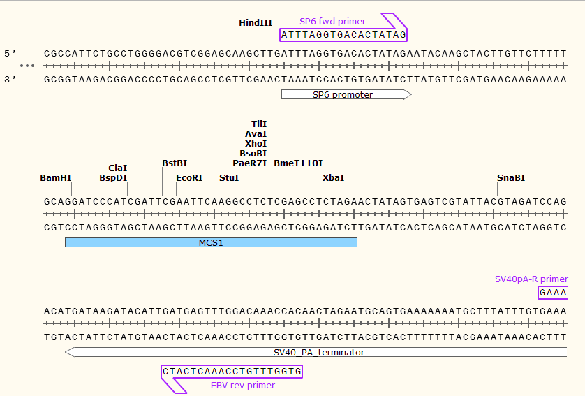 pCS2--北京华越洋生物