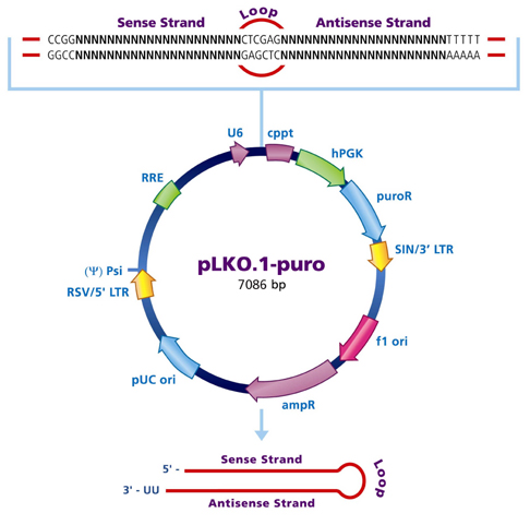 pLKO.1-puro-北京华越洋生物