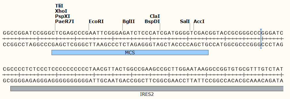 pBABE-puro-IRES-EGFP-北京华越洋生物