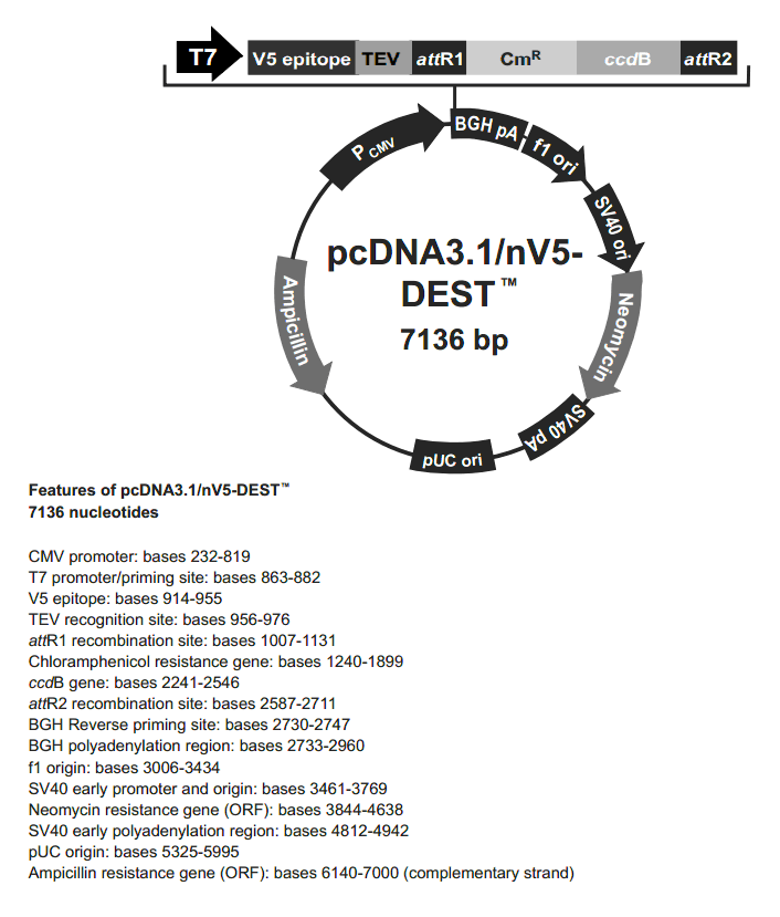 pcDNA3.1-nV5-DEST-北京华越洋生物