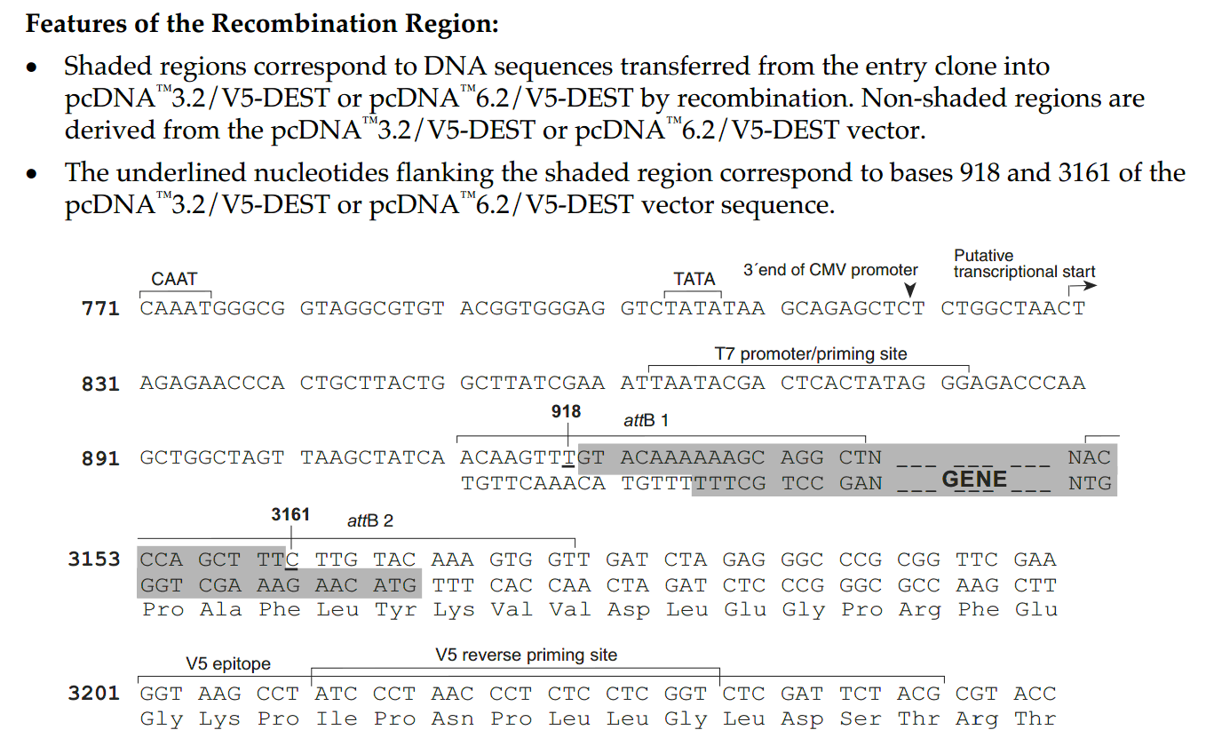 pcDNA6.2-V5-DEST-北京华越洋生物