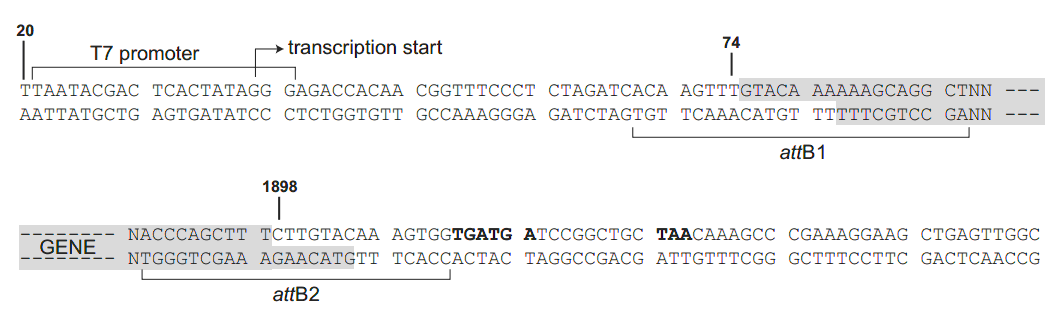 pDEST14-北京华越洋生物