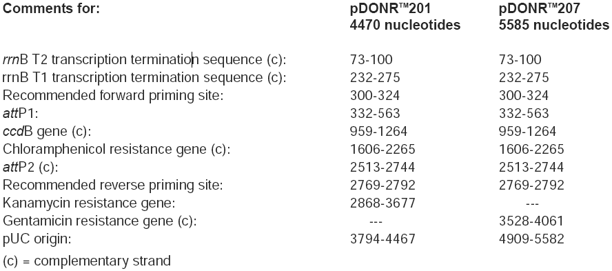 pDONR207-北京华越洋生物