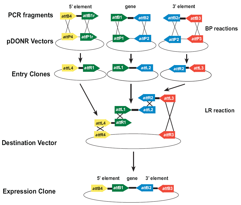 pDONR-P4P1R-北京华越洋生物