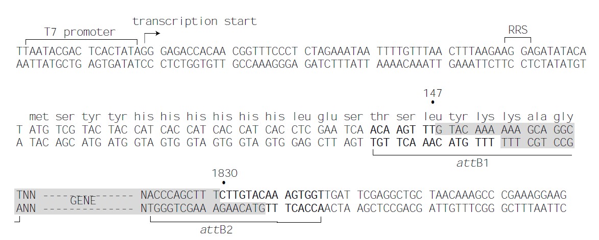 pDEST17-北京华越洋生物