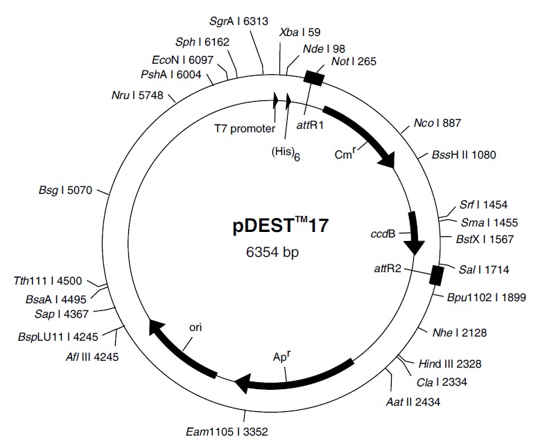 pDEST17-北京华越洋生物