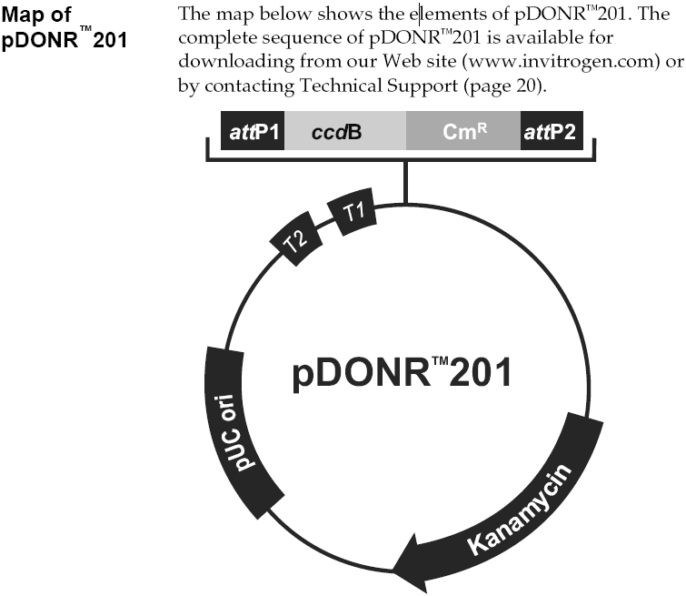pDONR201-北京华越洋生物