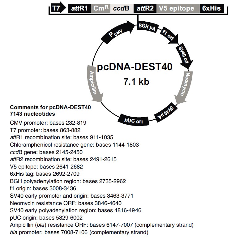 pDest40-北京华越洋生物