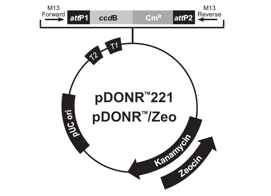 pDONR Zeo-北京华越洋生物