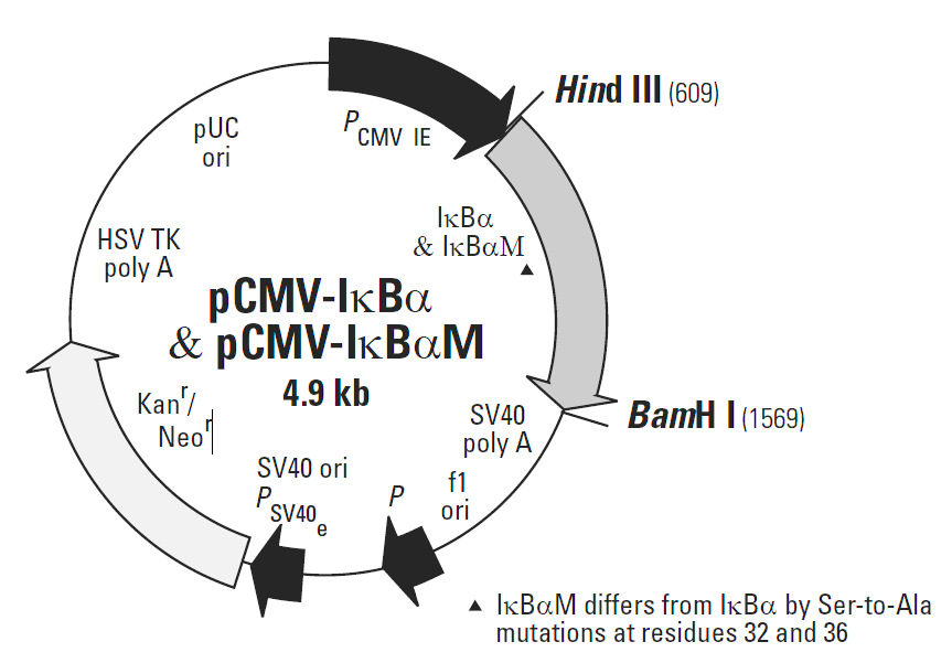 pCMV-IκBα-北京华越洋生物