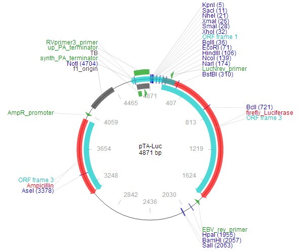 北京华越洋生物—质粒载体，菌株，感受态细胞，基因，细胞株