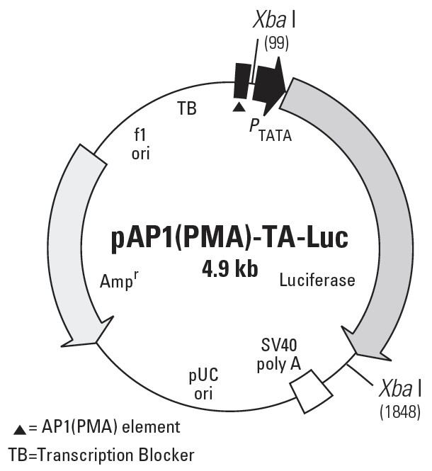 pAP1(PMA)-TA-Luc- 北京华越洋生物