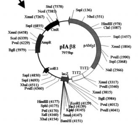 pIAβ8-北京华越洋生物