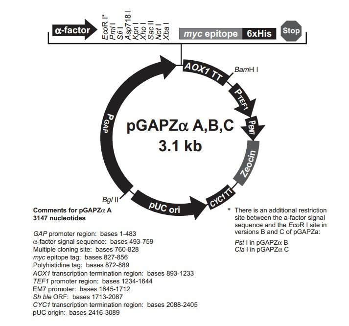 PGAPZαA-北京华越洋生物