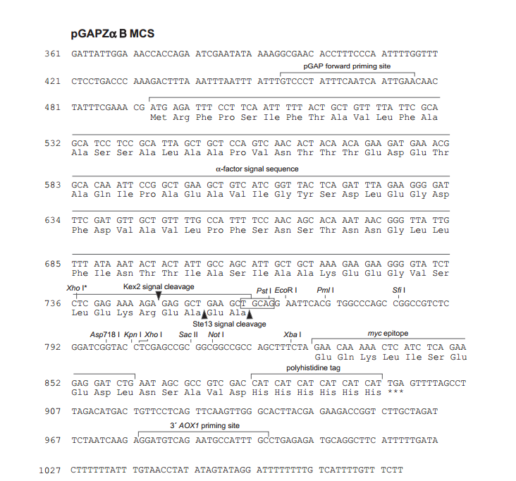 pGAPZαB-北京华越洋生物