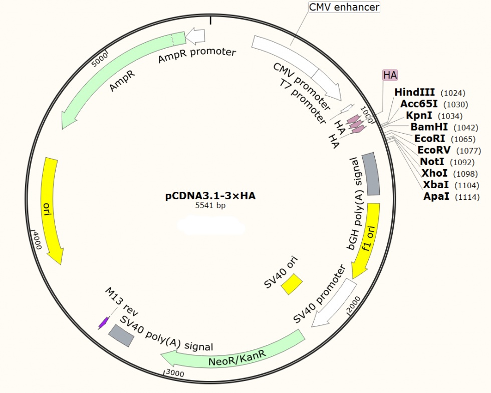 pCDNA3.1-3×HA-北京华越洋生物